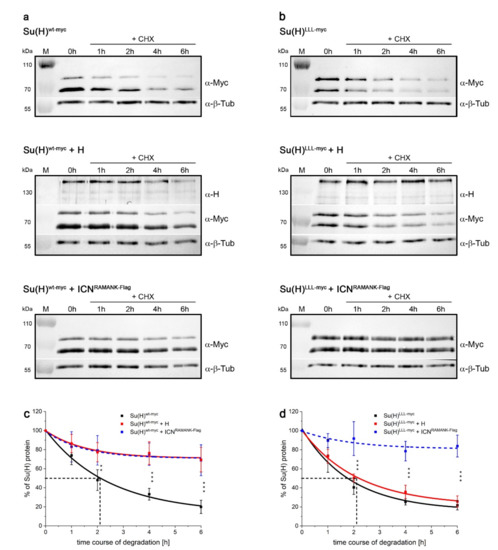 The Binding of CSL Proteins to Either Co-Activators or Co-Repressors ...