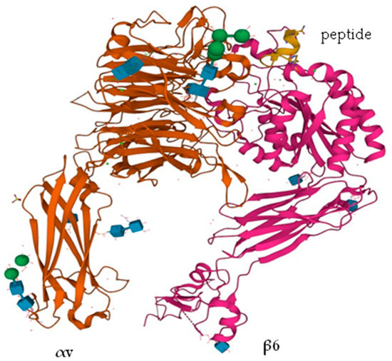 Integrin Alpha v Beta 6 (αvβ6) and Its Implications in Cancer Treatment