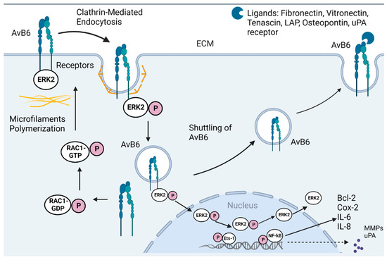 Integrin Alpha v Beta 6 (αvβ6) and Its Implications in Cancer Treatment