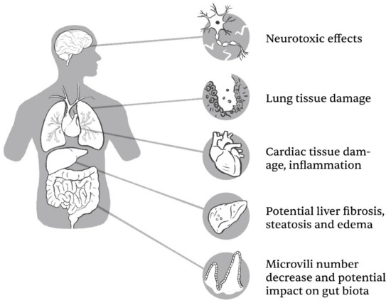 TiO2 Nanoparticles and Their Effects on Eukaryotic Cells: A Double ...