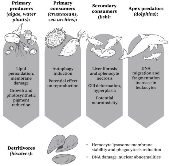 IJMS | Free Full-Text | TiO2 Nanoparticles and Their Effects on ...