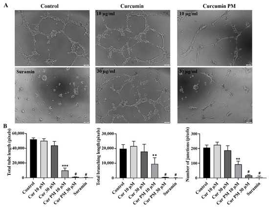 Differential Cytotoxicity of Curcumin-Loaded Micelles on Human Tumor ...