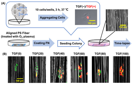 Quantitative Analysis of Collective Migration by Single-Cell Tracking ...