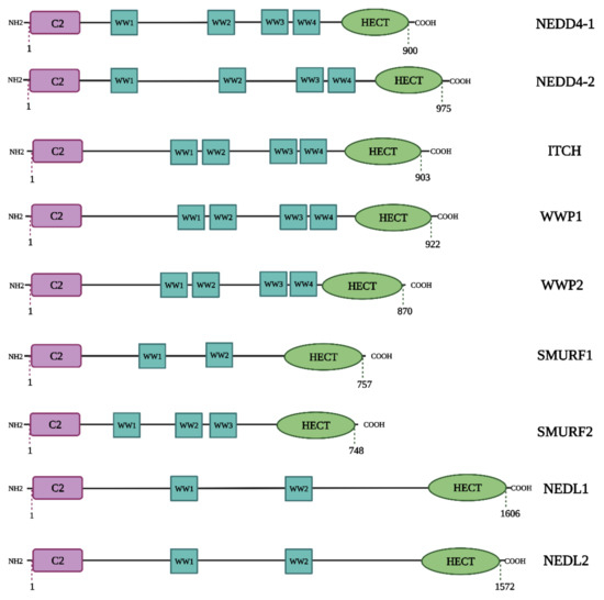 Unraveling the Potential Role of NEDD4-like E3 Ligases in Cancer