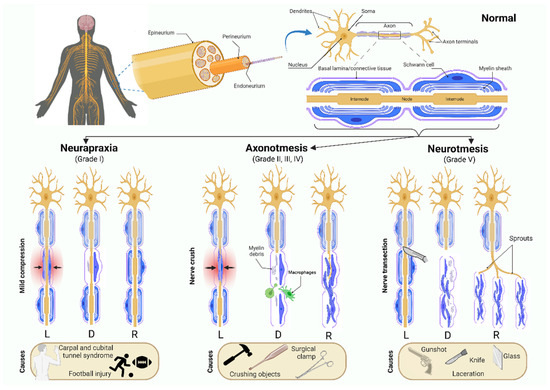 The Yin/Yang Balance of Communication between Sensory Neurons and ...