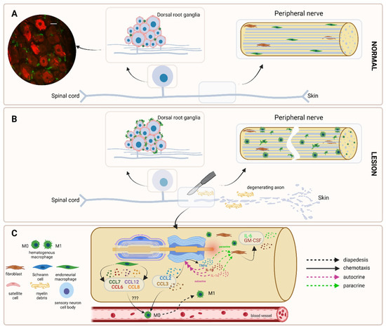 The Yin/Yang Balance of Communication between Sensory Neurons and ...