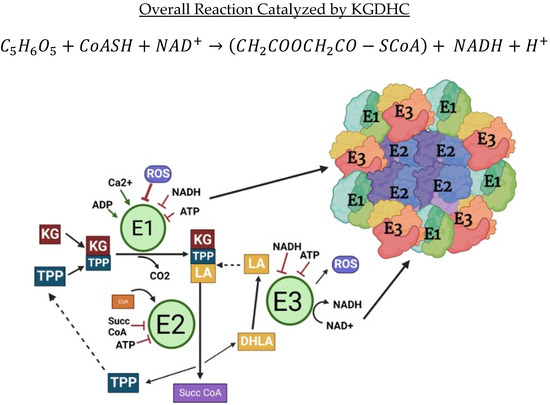 IJMS | Free Full-Text | The α-Ketoglutarate Dehydrogenase Complex as a ...