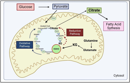 IJMS | Free Full-Text | The α-Ketoglutarate Dehydrogenase Complex as a ...