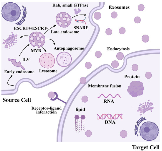 Adipose-Secreted Exosomes and Their Pathophysiologic Effects on Skeletal Muscle