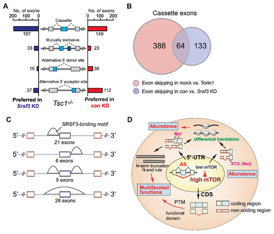 mTOR Contributes to the Proteome Diversity through Transcriptome-Wide ...
