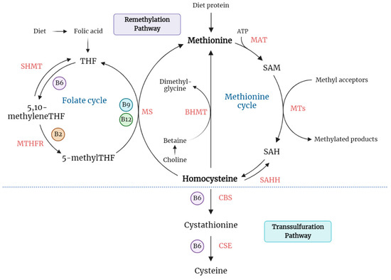 Epigenetic Regulation by microRNAs in Hyperhomocysteinemia-Accelerated ...