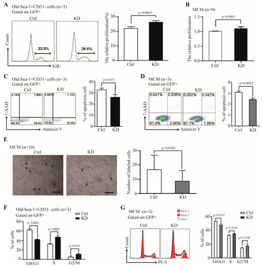Nr1d1 Mediated Cell Senescence in Mouse Heart-Derived Sca-1+CD31− Cells