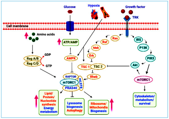 mTOR as a Potential Target for the Treatment of Microbial Infections ...
