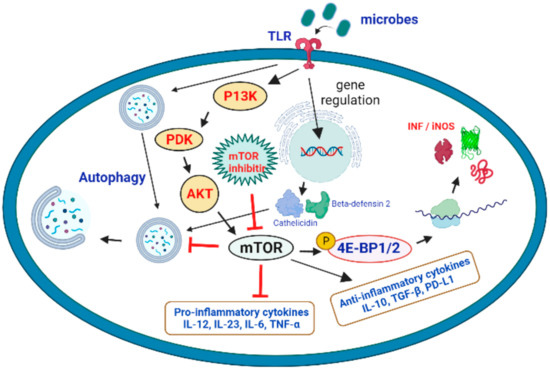 mTOR as a Potential Target for the Treatment of Microbial Infections ...