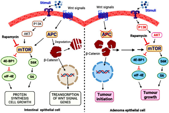 mTOR as a Potential Target for the Treatment of Microbial Infections ...