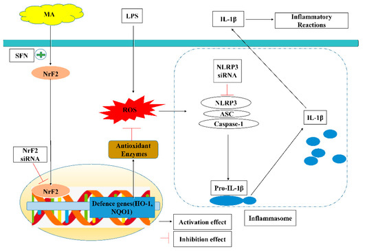 Microbe-Derived Antioxidants Reduce Lipopolysaccharide-Induced ...