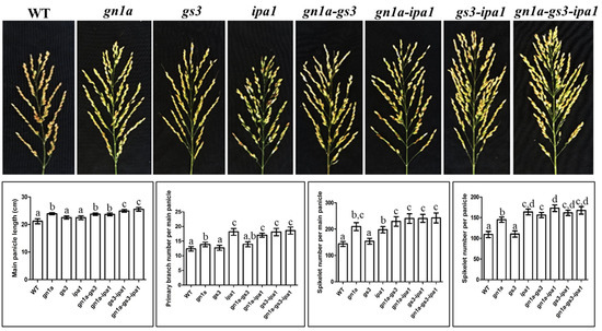 Pyramiding of gn1a, gs3, and ipa1 Exhibits Complementary and Additive ...
