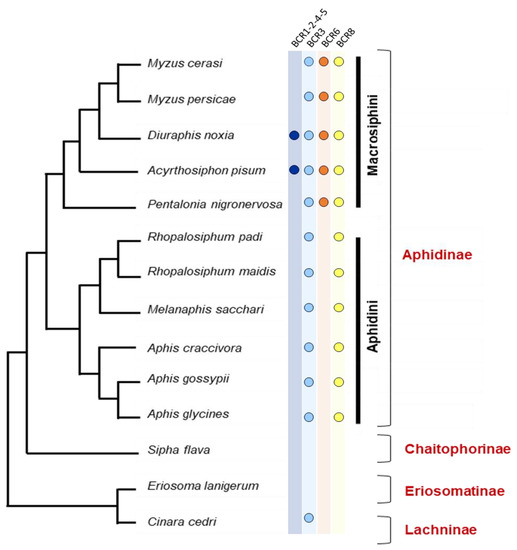 Aphid BCR4 Structure and Activity Uncover a New Defensin Peptide ...