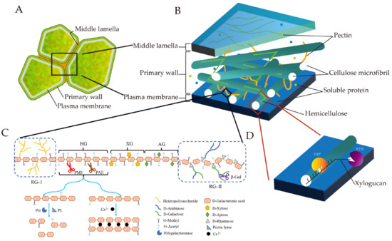 Molecular and Genetic Events Determining the Softening of Fleshy Fruits ...
