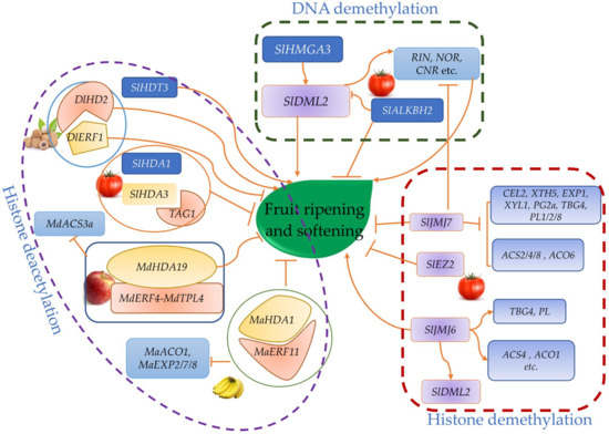 Molecular and Genetic Events Determining the Softening of Fleshy Fruits ...