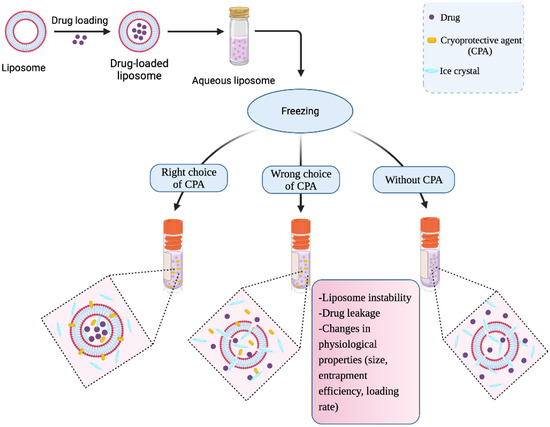 The Role of Cryoprotective Agents in Liposome Stabilization and ...