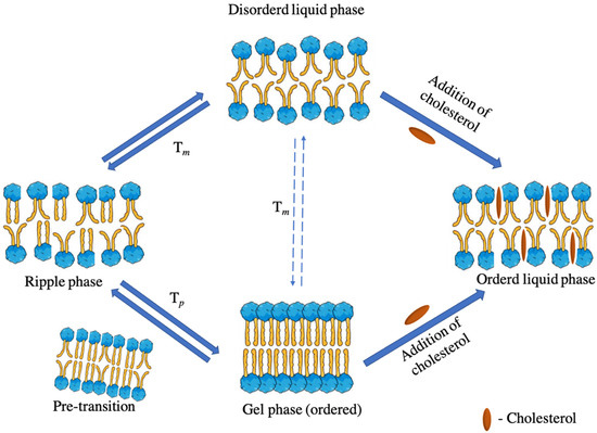 The Role of Cryoprotective Agents in Liposome Stabilization and ...