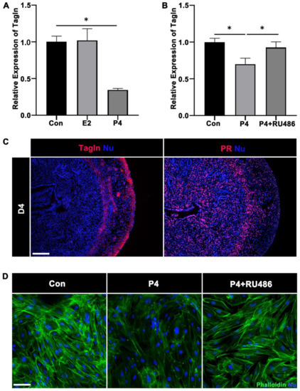 Molecular Mechanism of Mouse Uterine Smooth Muscle Regulation on Embryo ...