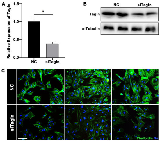 Molecular Mechanism of Mouse Uterine Smooth Muscle Regulation on Embryo ...