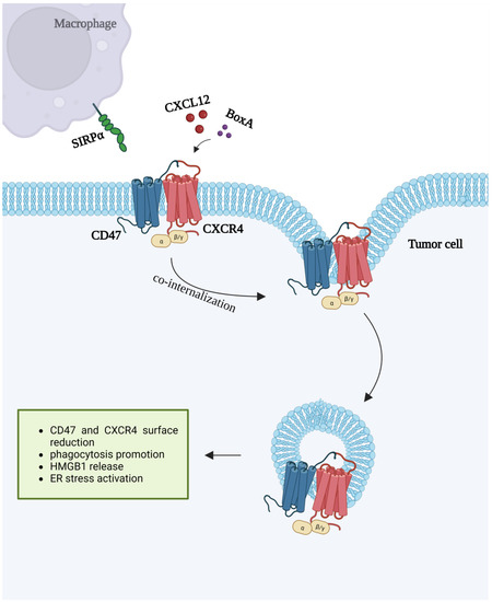 Targeting CXCR4 and CD47 Receptors: An Overview of New and Old Molecules for a Biological ...