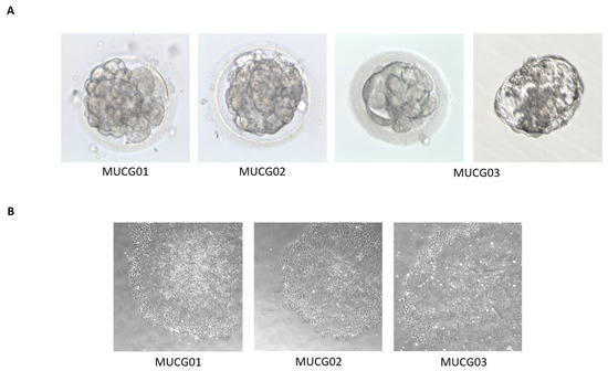 The Manufacture of Xeno- and Feeder-Free Clinical-Grade Human Embryonic ...