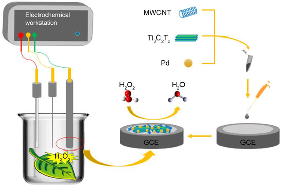 Assessment of Salt Stress to Arabidopsis Based on the Detection of Hydrogen Peroxide Released by ...