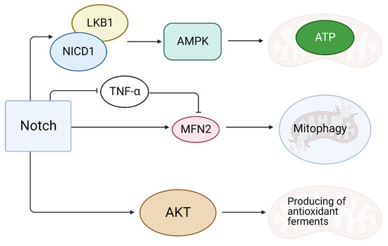 The Role of the Notch Signaling Pathway in Recovery of Cardiac Function ...