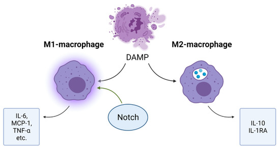 The Role of the Notch Signaling Pathway in Recovery of Cardiac Function ...