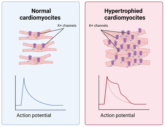 The Role of the Notch Signaling Pathway in Recovery of Cardiac Function ...