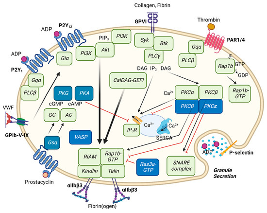 Reversible Platelet Integrin αIIbβ3 Activation and Thrombus Instability