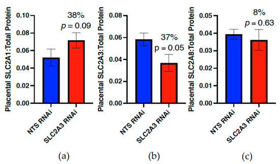 IJMS | Free Full-Text | Impact of Placental SLC2A3 Deficiency during ...
