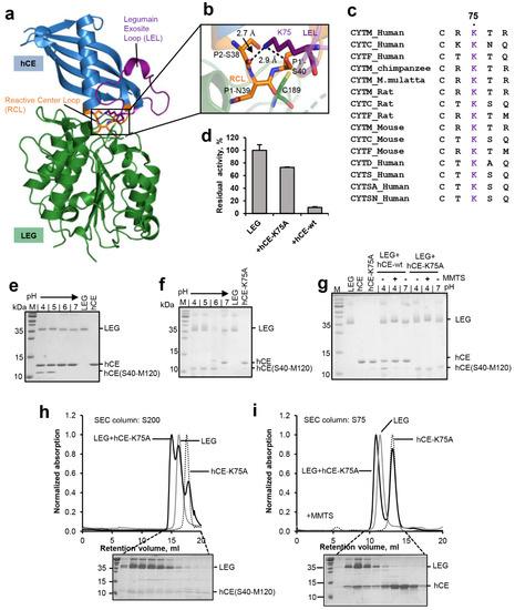 Legumain Activity Is Controlled by Extended Active Site Residues and ...