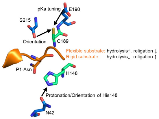 Legumain Activity Is Controlled by Extended Active Site Residues and ...