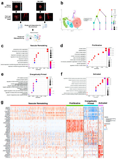 Single-Cell Transcriptome of Wet AMD Patient-Derived Endothelial Cells ...