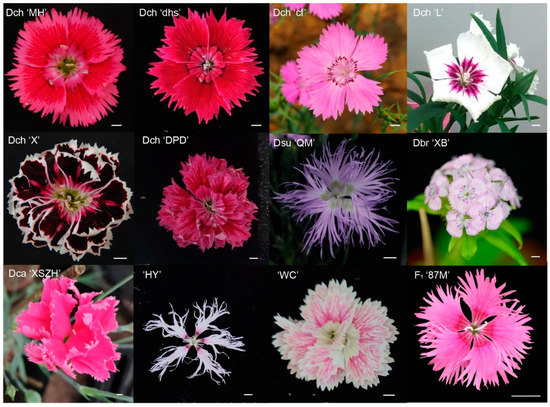 Comprehensive Comparative Analysis and Development of Molecular Markers ...