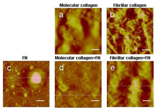 The Structural Interactions of Molecular and Fibrillar Collagen Type I ...