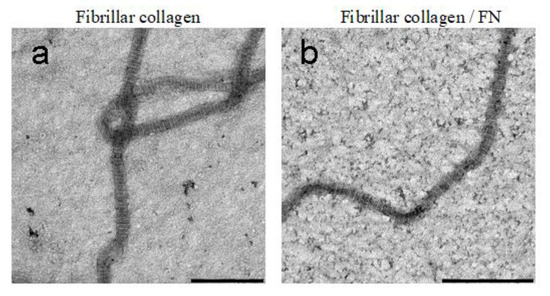 The Structural Interactions of Molecular and Fibrillar Collagen Type I ...