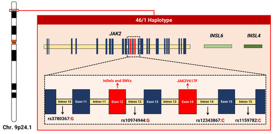 The Contribution of JAK2 46/1 Haplotype in the Predisposition to ...