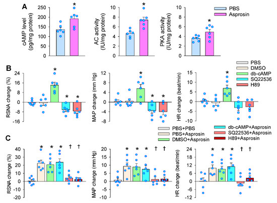 Asprosin in the Paraventricular Nucleus Induces Sympathetic Activation ...