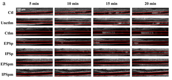Extraction, Characterization, and Platelet Inhibitory Effects of Two Polysaccharides from the Cs ...