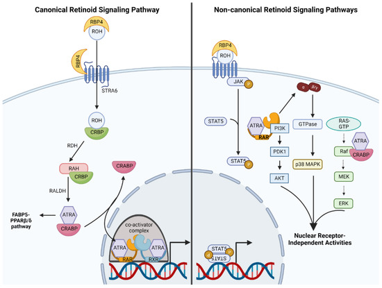 The Use of Retinoids for the Prevention and Treatment of Skin Cancers ...