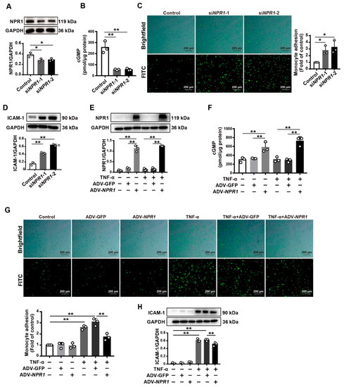Lack of NPR1 Increases Vascular Endothelial Adhesion through Induction ...