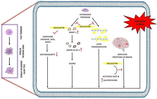 Pharmacological and Therapeutic Applications of Esculetin