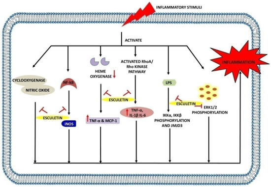 Pharmacological and Therapeutic Applications of Esculetin