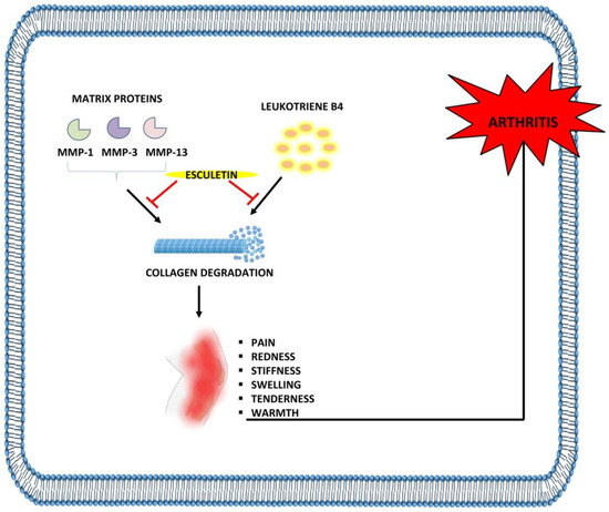 Pharmacological and Therapeutic Applications of Esculetin